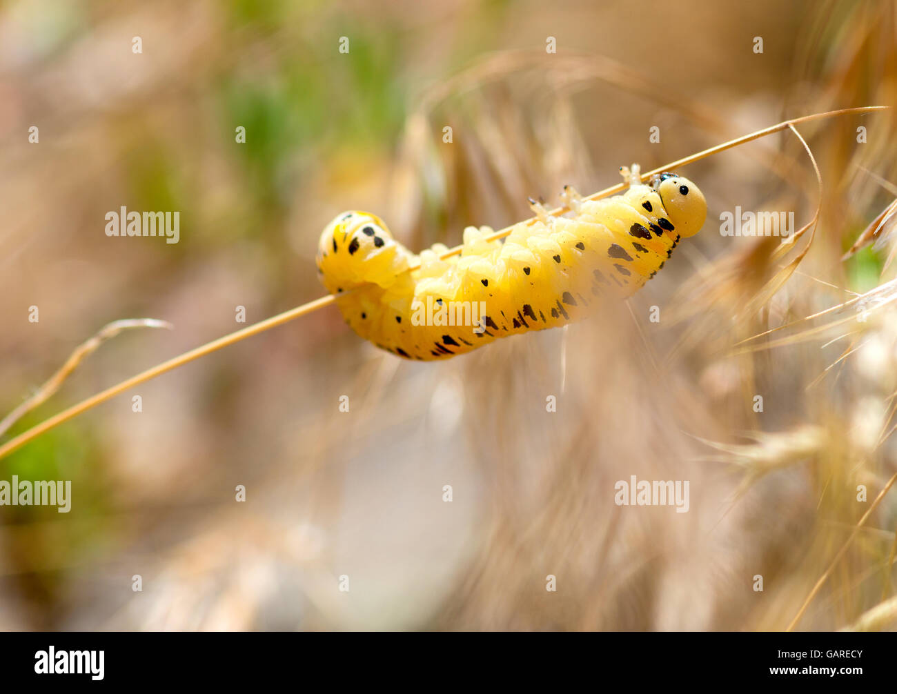 yellow caterpillar crawling a branch Stock Photo - Alamy