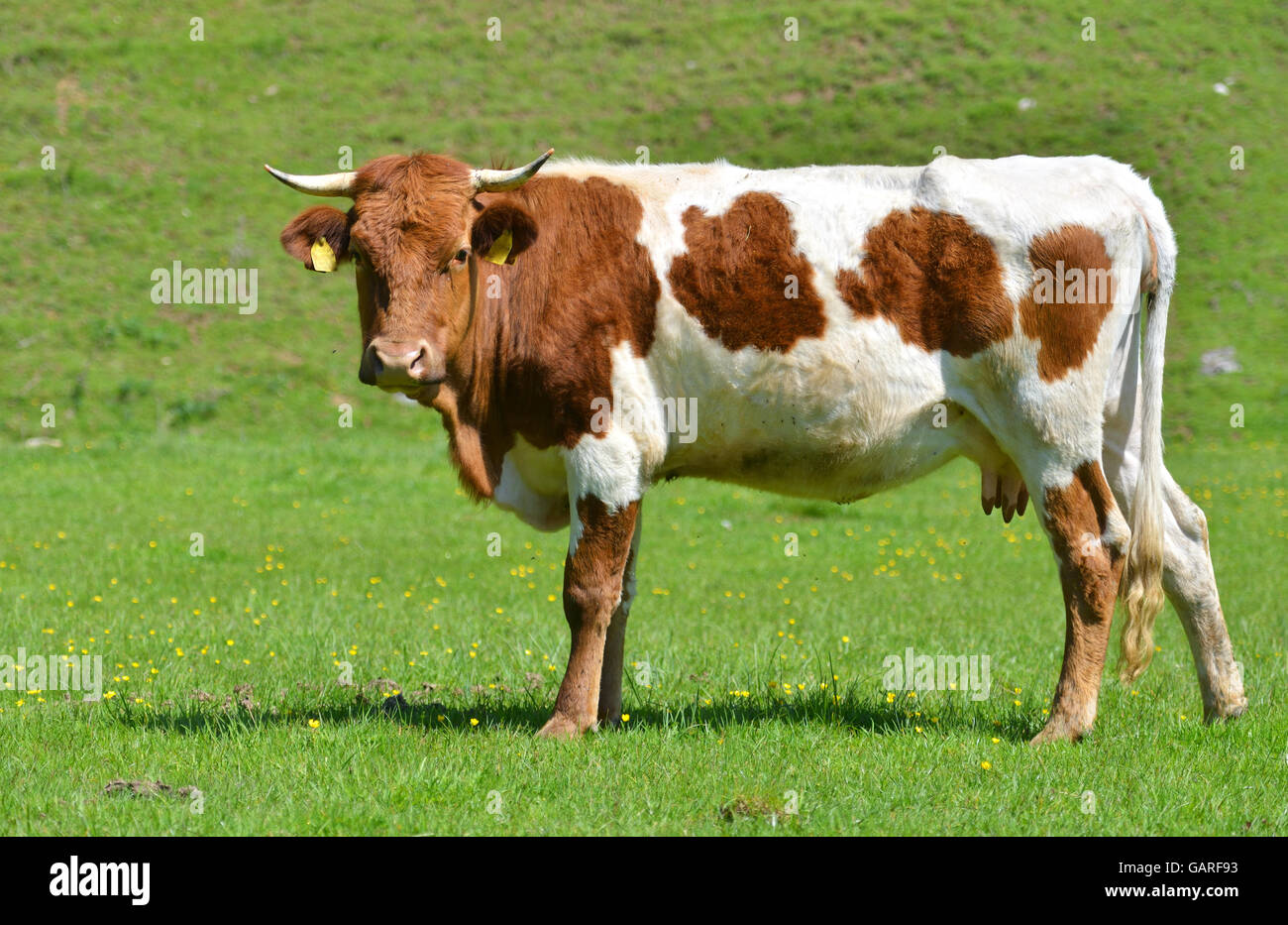 Cowon hi-res stock photography and images - Alamy