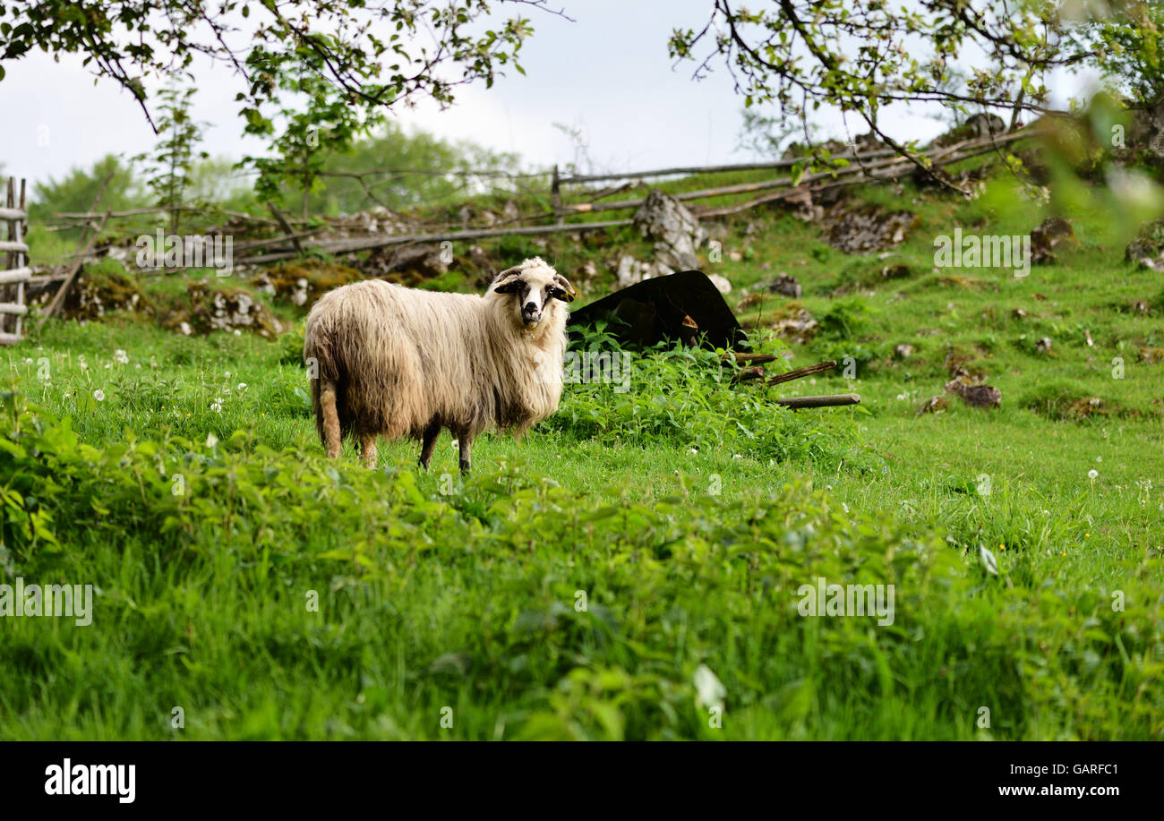 Green field sheep hi-res stock photography and images - Alamy