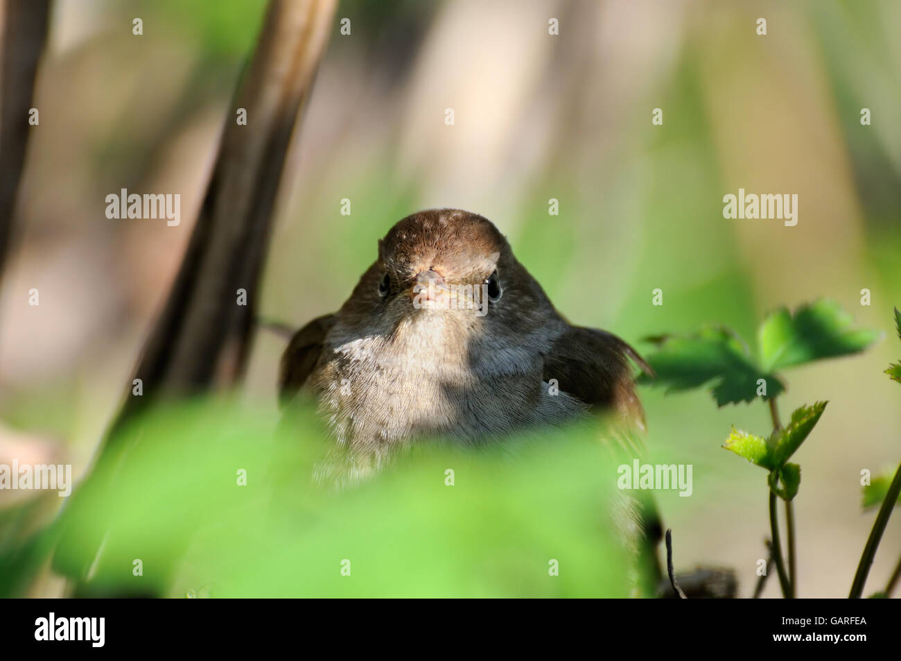 Thrush nightingale hi-res stock photography and images - Alamy