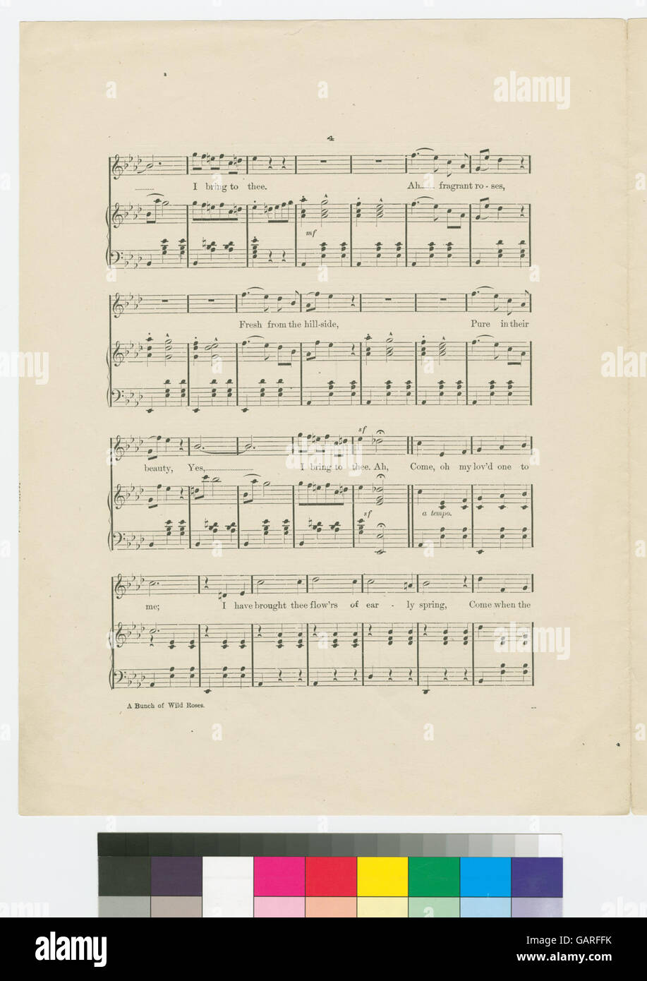 A song or title describing a bunch of wild roses, likely symbolizing ...