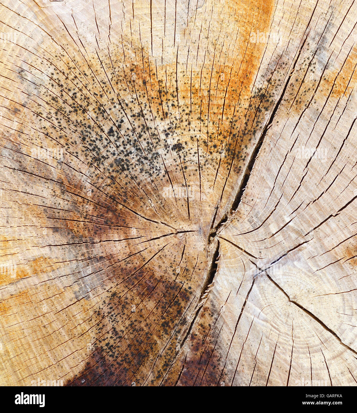 Abstract Background Texture Of Freshly Chainsaw Cut Wood Stock Photo ...