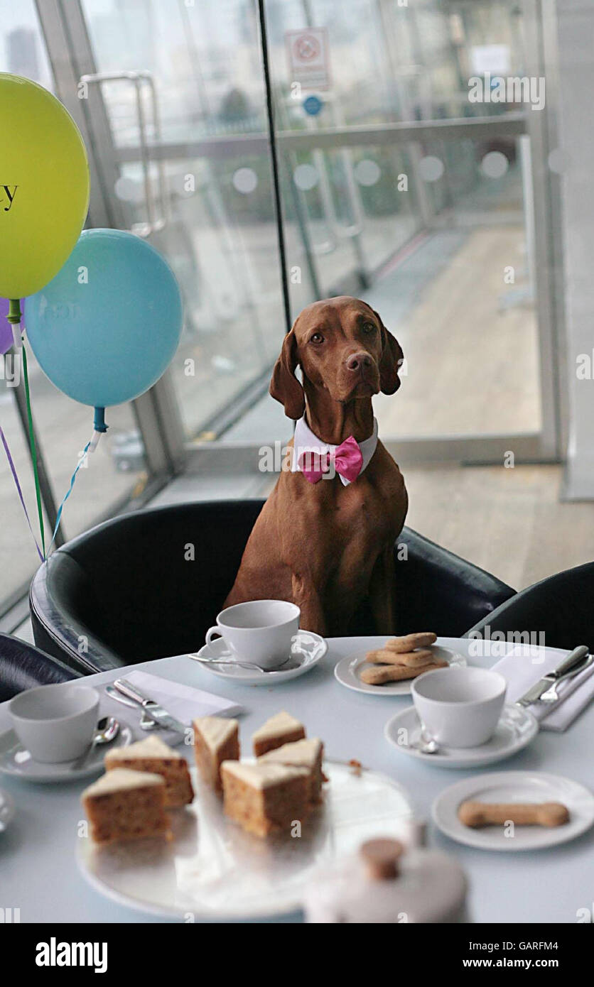Dogs' tea party in aid of Blue Cross pets charity. A dog attends a ...
