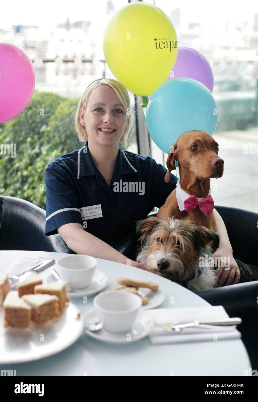 Dogs' tea party in aid of Blue Cross pets charity Stock Photo - Alamy