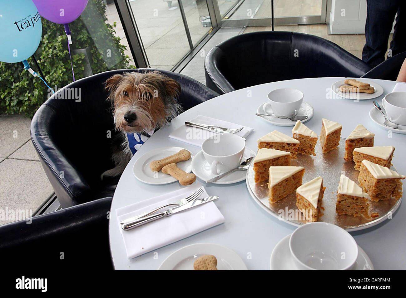 A jack russell and cavalier king charles cross hi-res stock photography ...