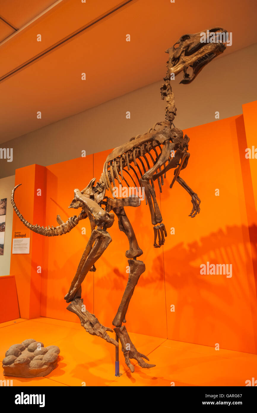England, London, Forest Hill, Horniman Museum, Display of 70 million ...