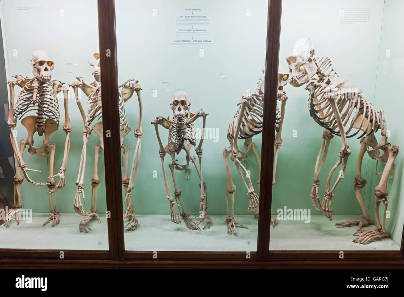 England, London, Forest Hill, Horniman Museum, Display of Monkey ...