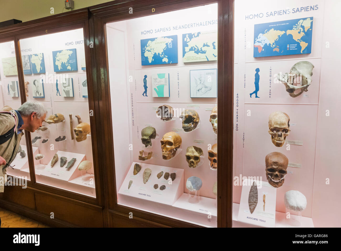 Horniman museum interior hi-res stock photography and images - Alamy