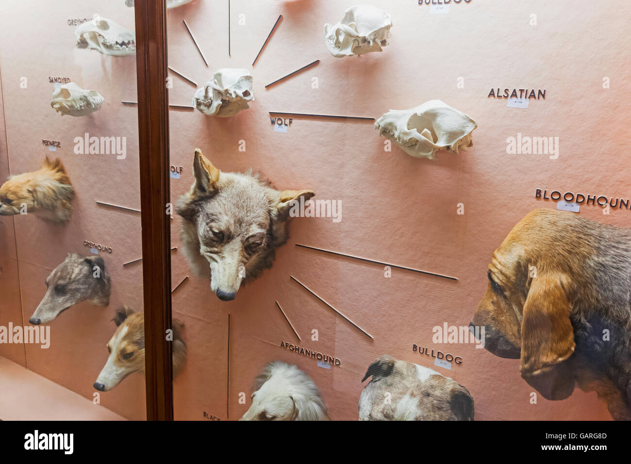 Pet Head Display