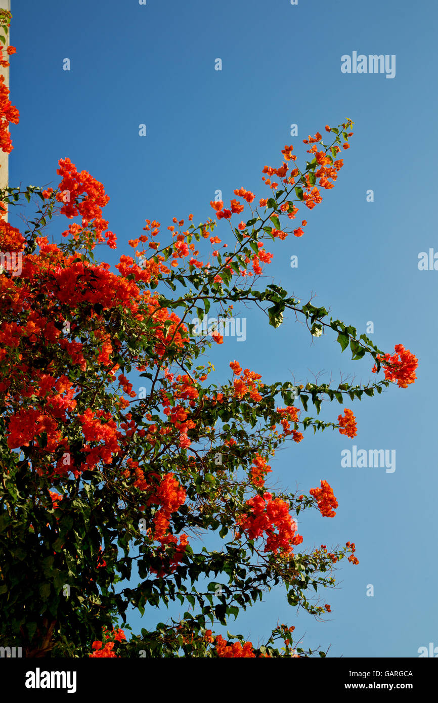in the spring colors oman flowers and garden Stock Photo - Alamy