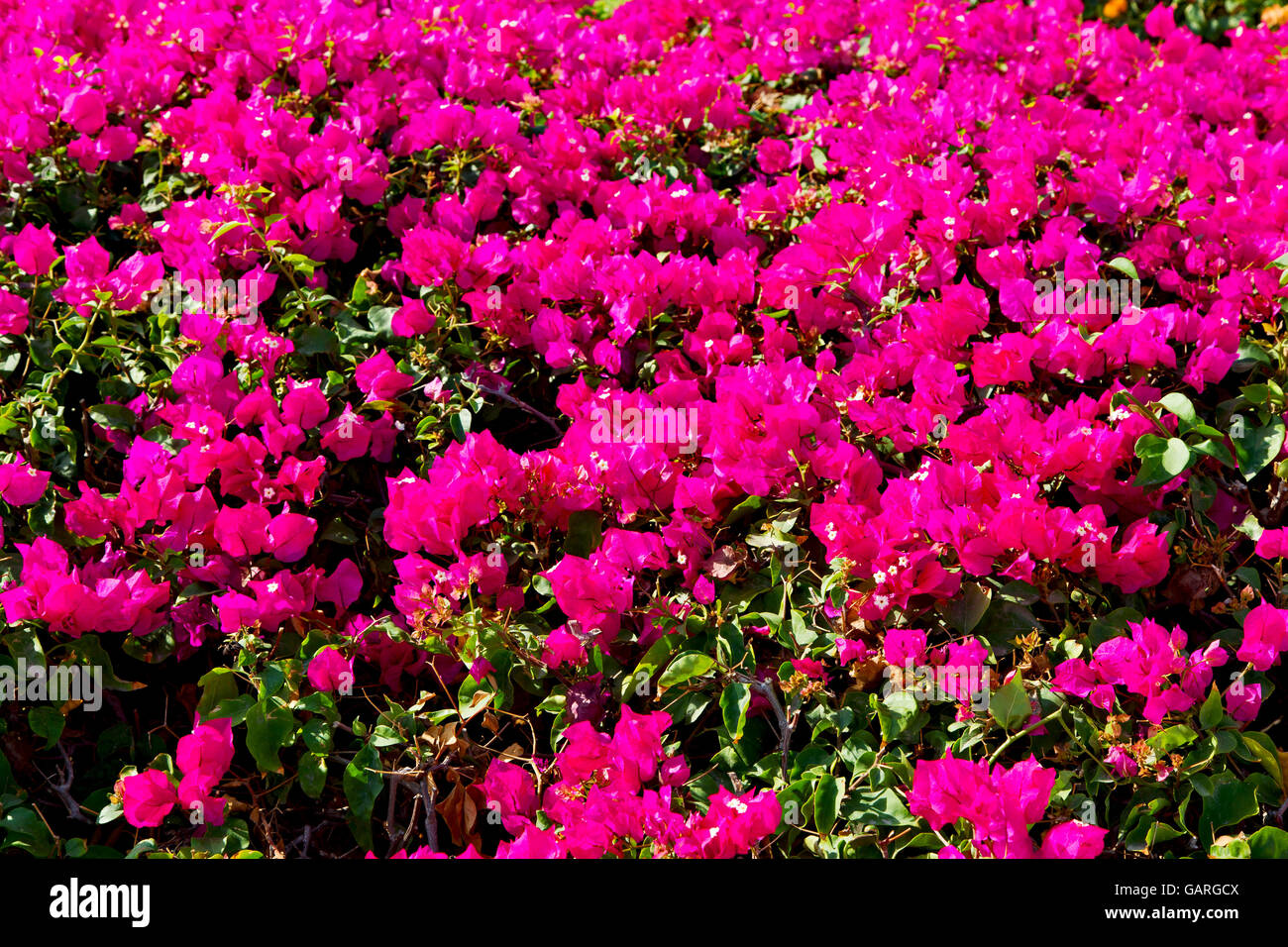 in the spring colors oman flowers and garden Stock Photo - Alamy