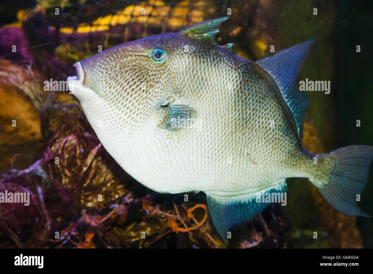 England, East Sussex, Brighton, Sealife Attraction, Fish Stock Photo ...