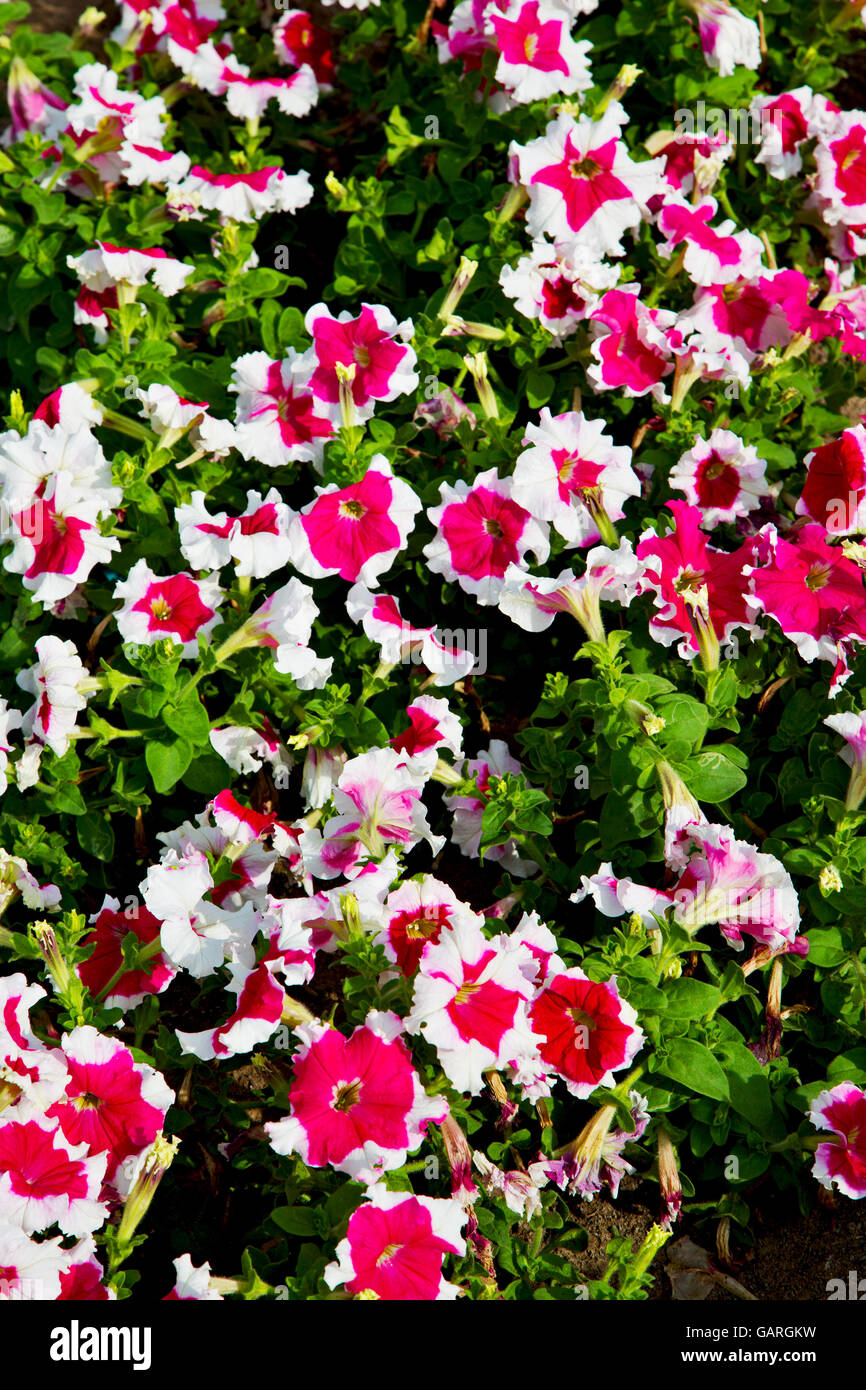 in the spring colors oman flowers and garden Stock Photo - Alamy