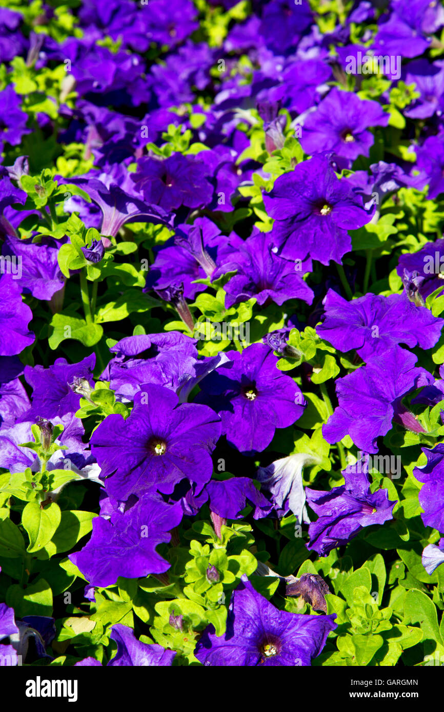 in the spring colors oman flowers and garden Stock Photo - Alamy