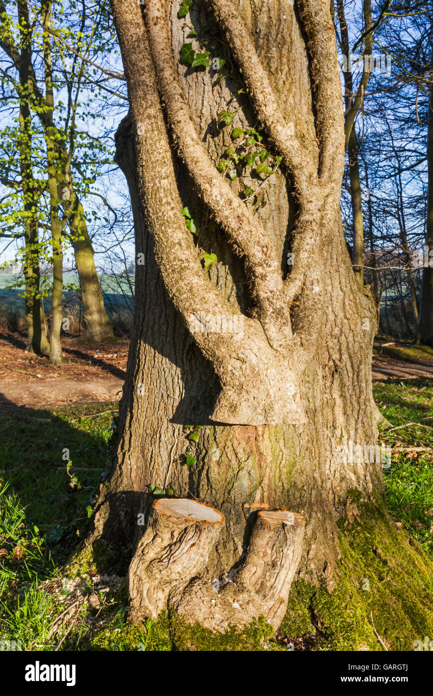 England, Hampshire, Tree Surgery Stock Photo - Alamy