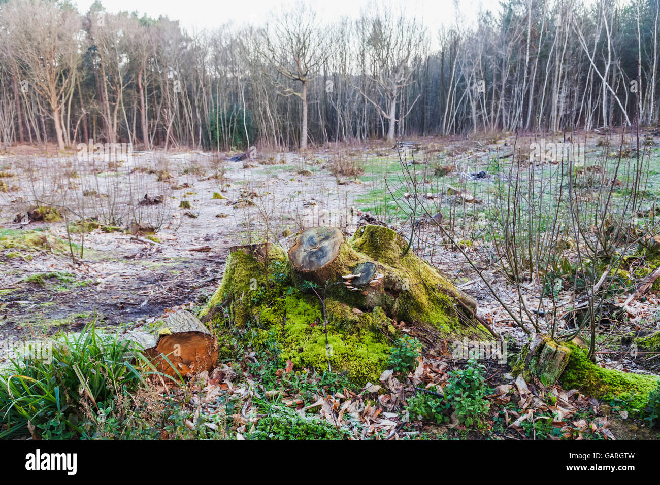 England, Kent, Woods Stock Photo - Alamy