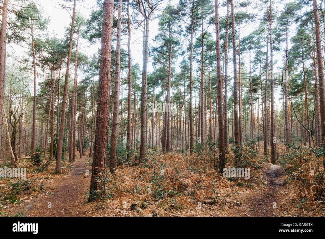England, Kent, Woods Stock Photo - Alamy