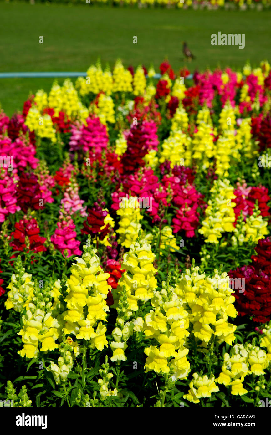 in the spring colors oman flowers and garden Stock Photo - Alamy