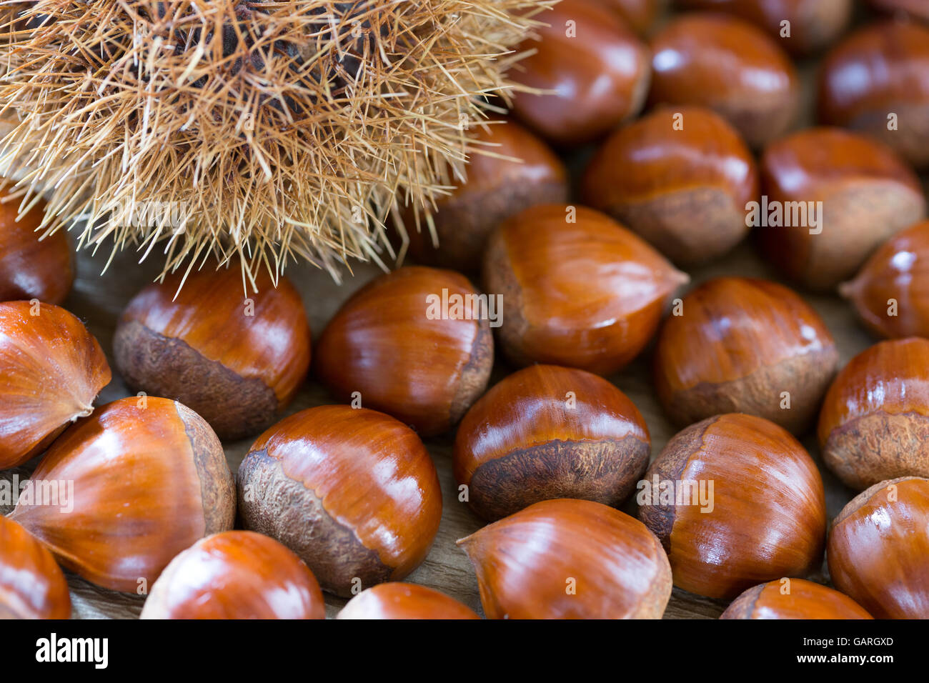Chestnuts in the spiny husks, called burrs Stock Photo - Alamy