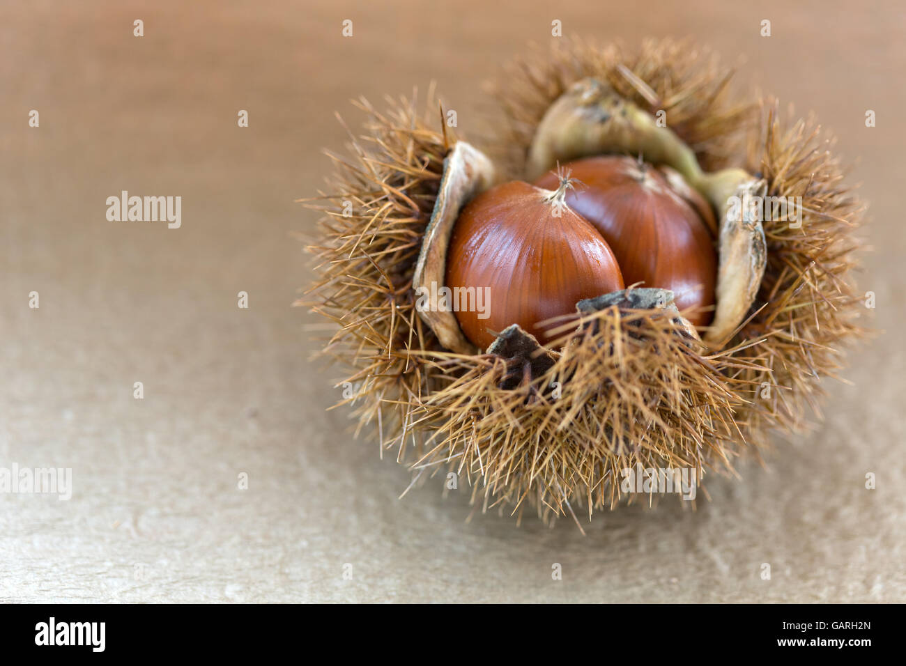 Chestnuts in the spiny husks, called burrs Stock Photo - Alamy