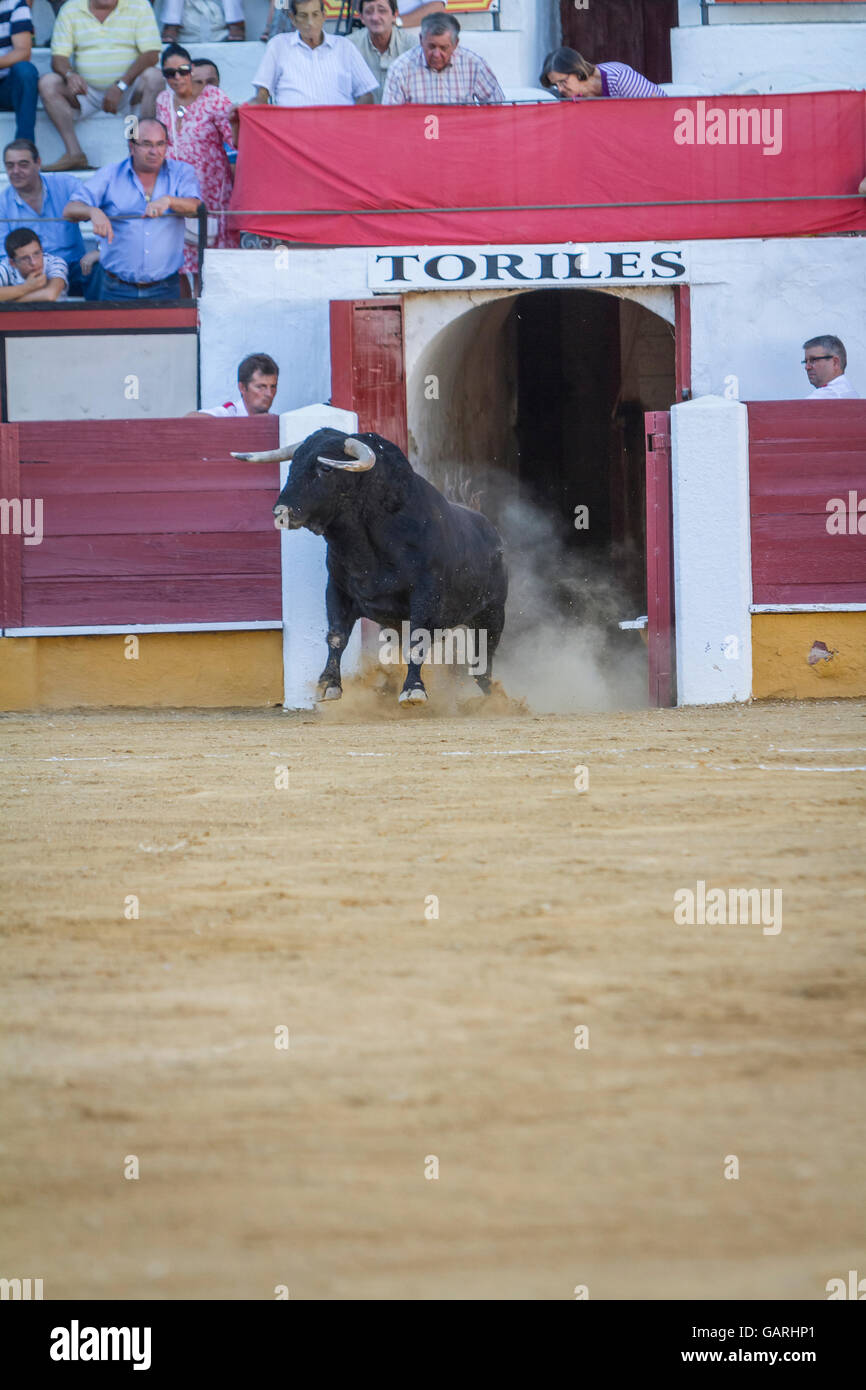 Capture of the figure of a brave bull in a bullfight going out of ...