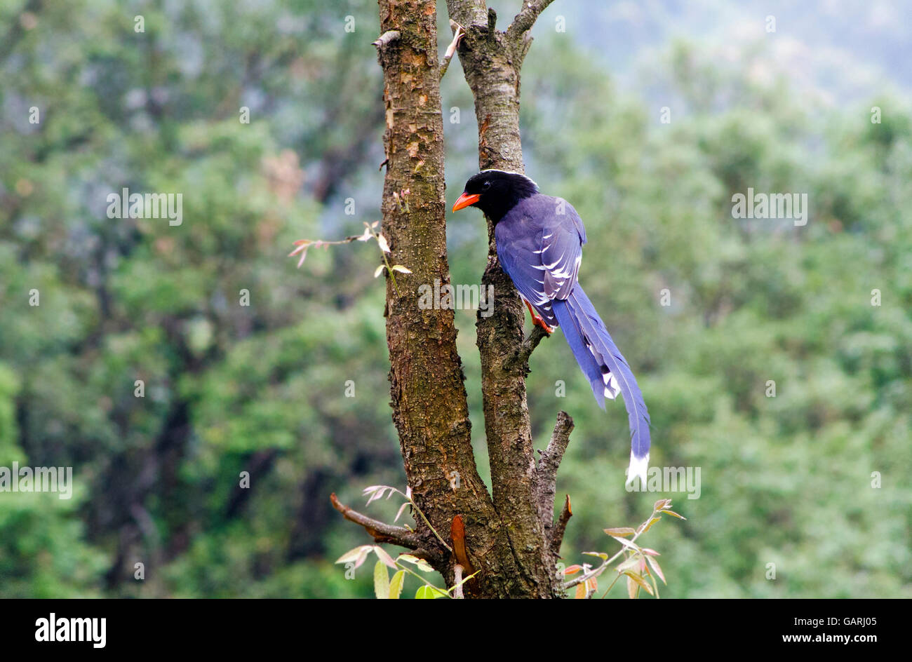A red billed blue magpie in Pangot, uttarakhand, India Stock Photo - Alamy