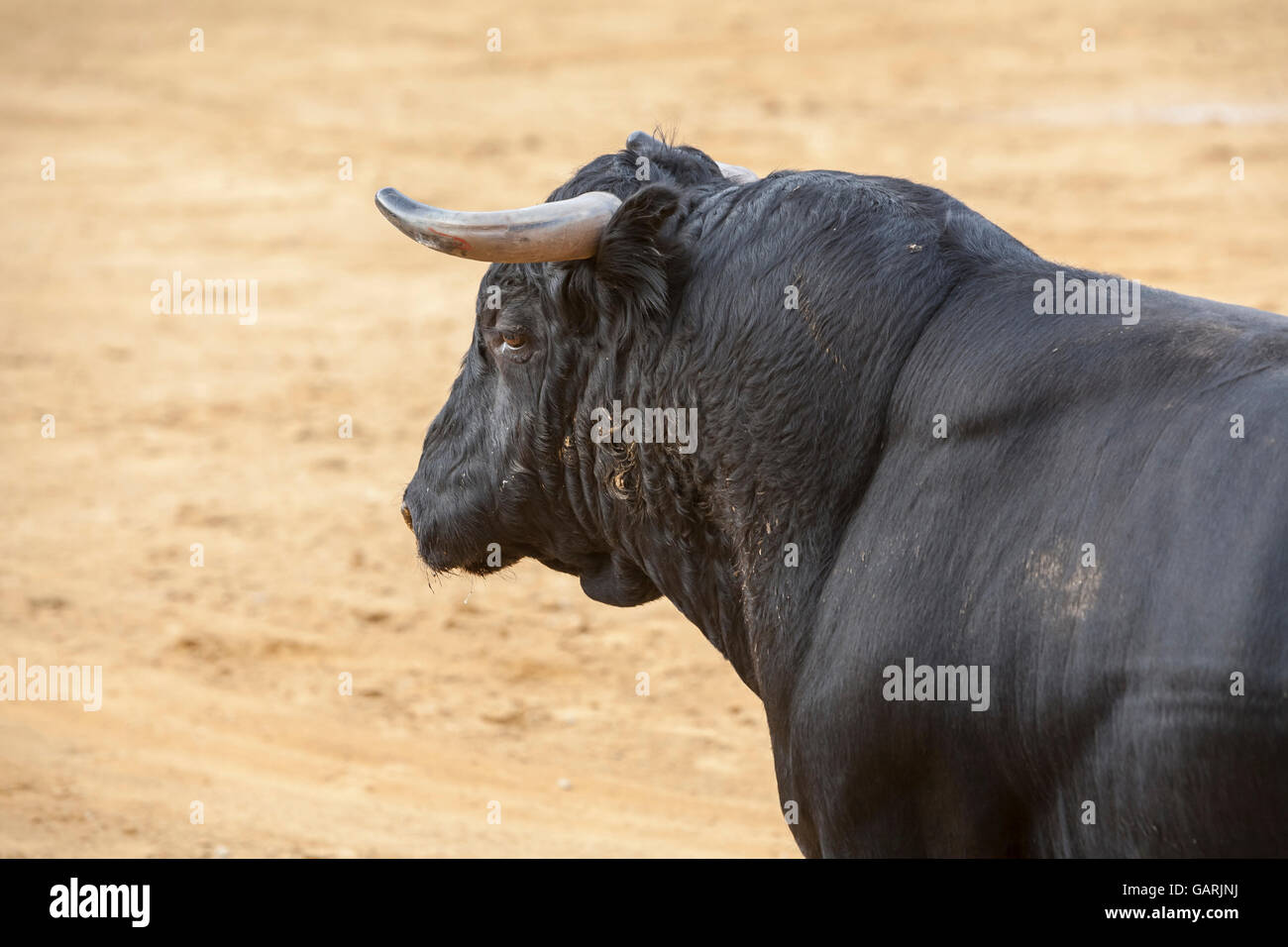Capture of the figure of a brave bull of hair black color in a ...
