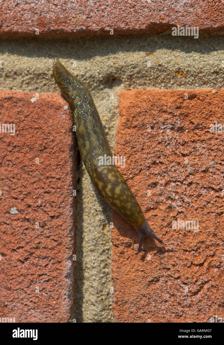 A young leopard slug, Limax maximus, climbing down a brick wall ...