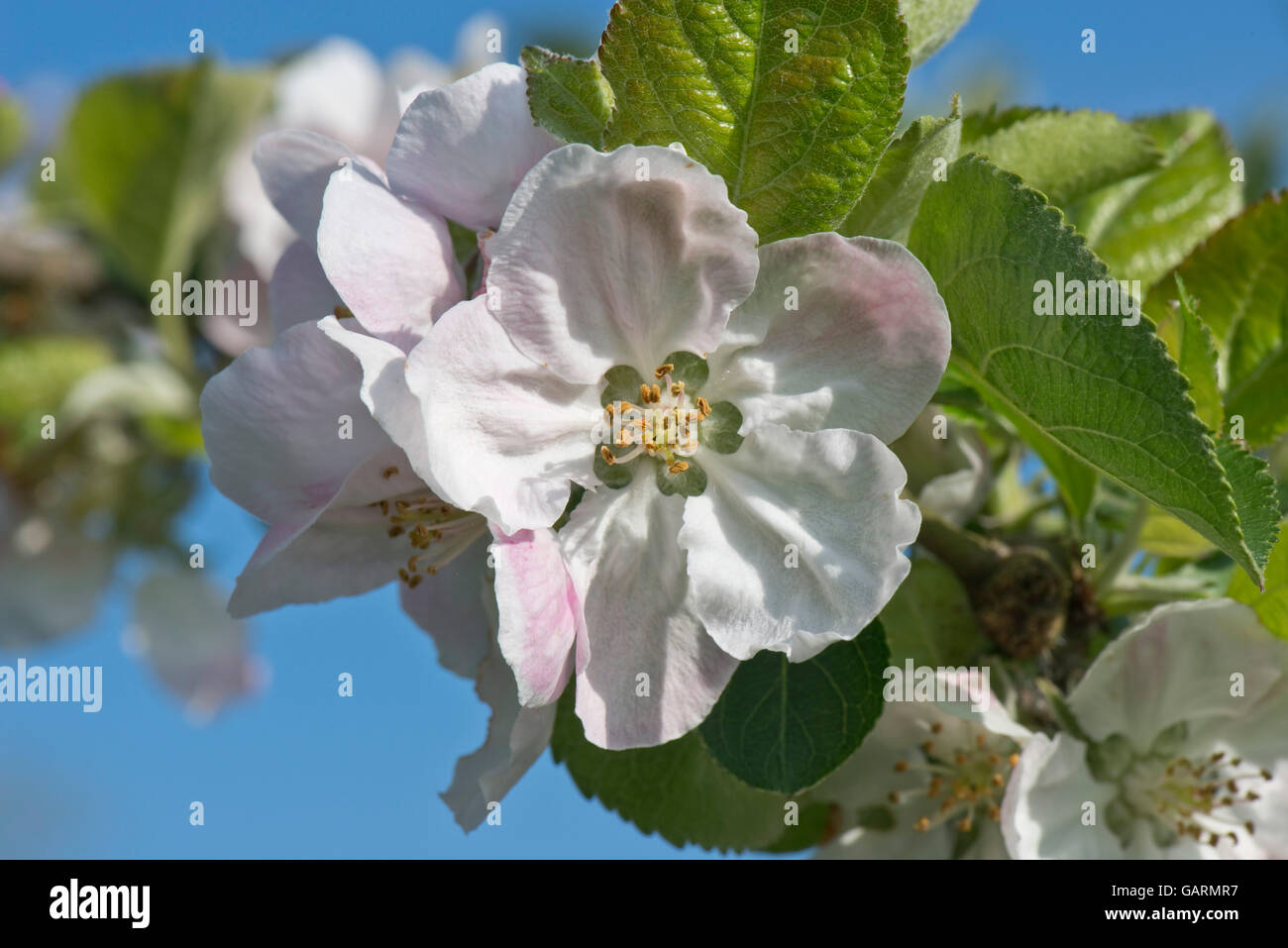 Bramley apple tree hi-res stock photography and images - Alamy