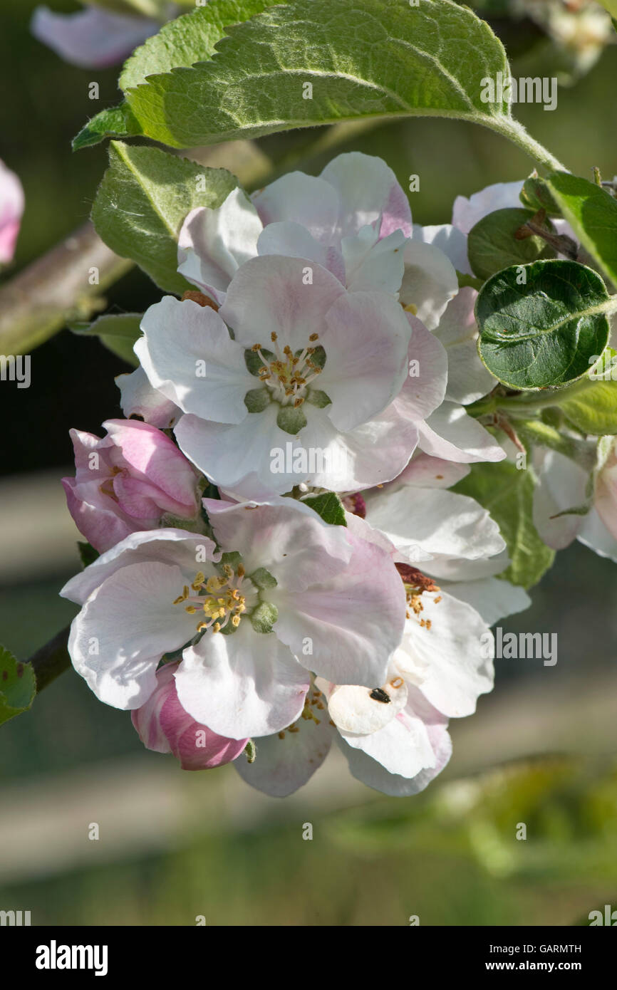 Bramley apple tree hi-res stock photography and images - Alamy