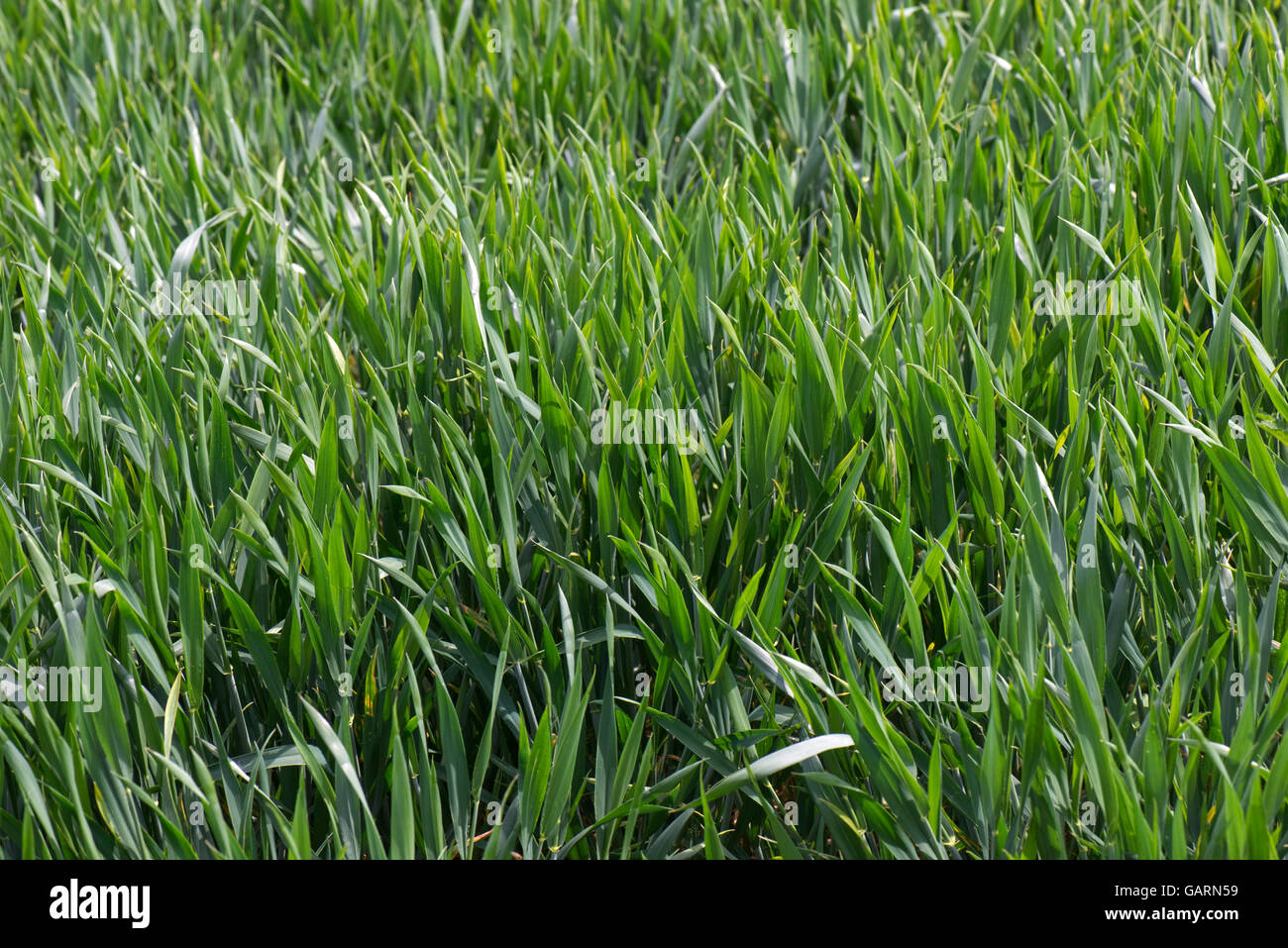 A winter wheat crop, Triticum aestivum, at Zadoks growth stage 45 ...