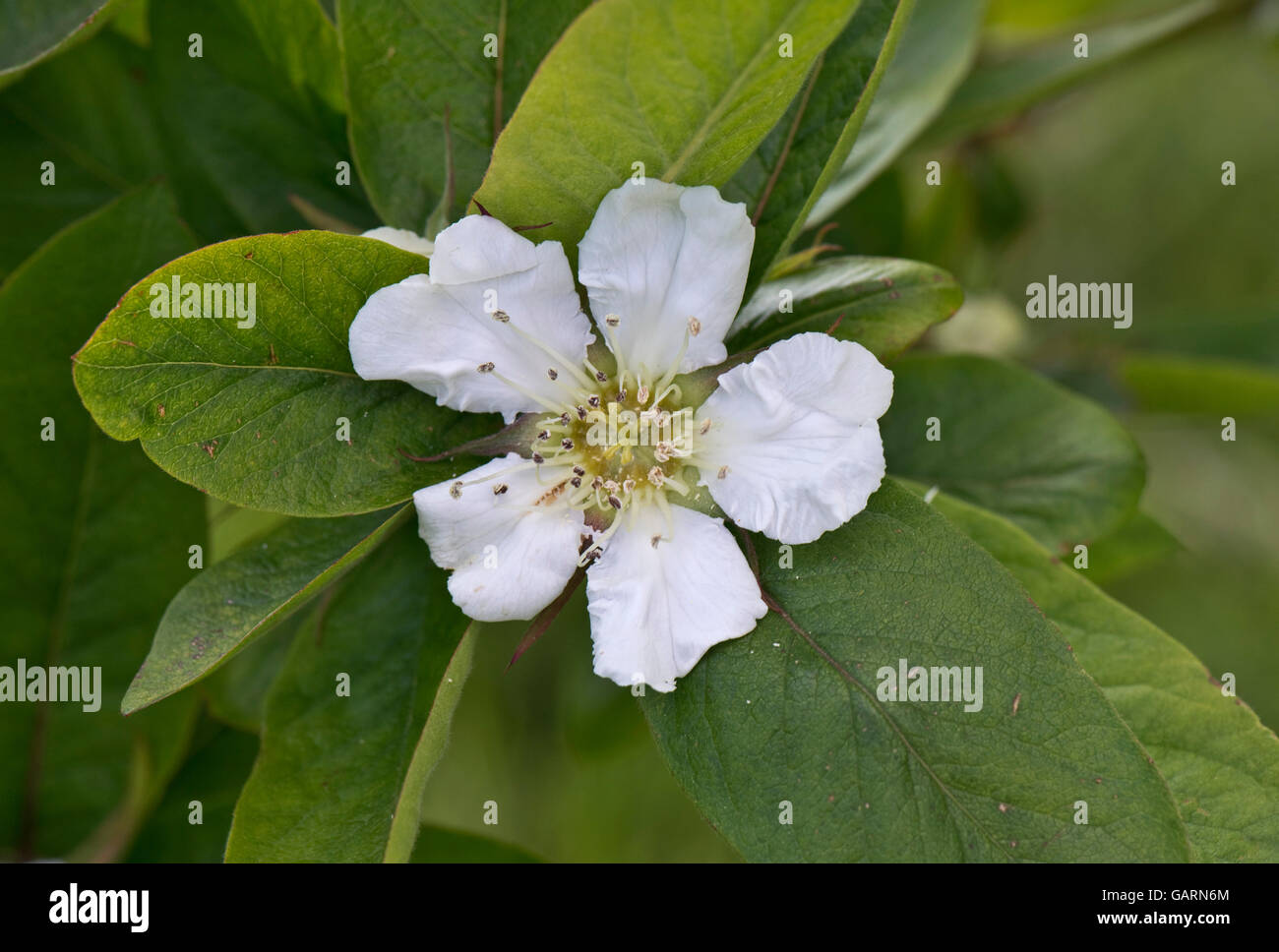 Tree medlar hi-res stock photography and images - Alamy Tree medlar hi-res stock photography and images - Alamy