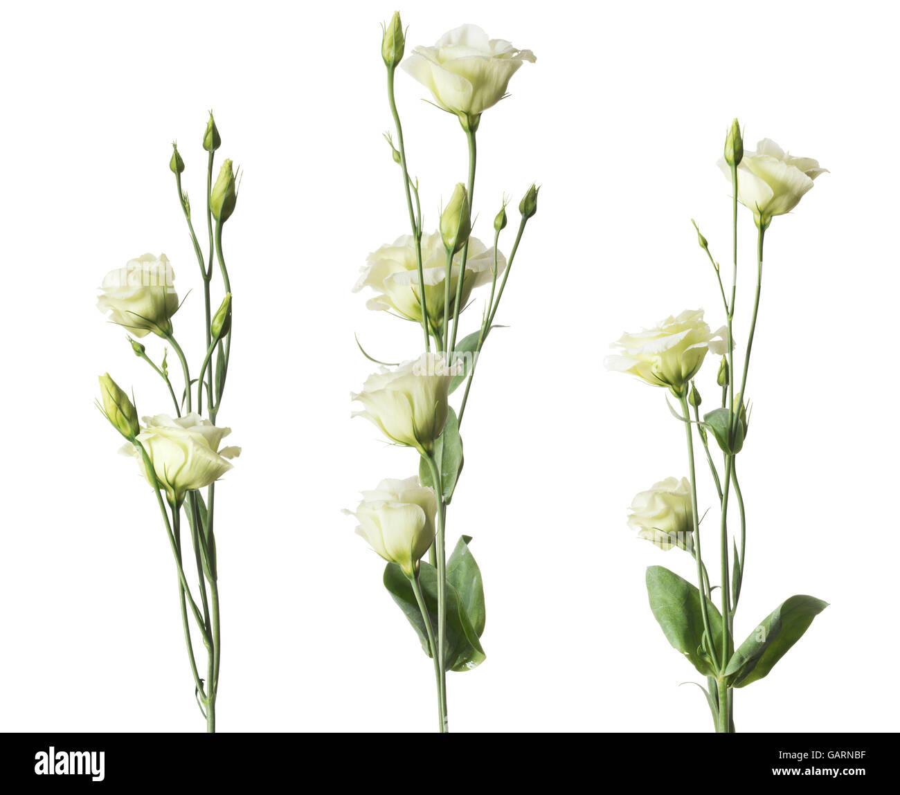Three bunches of roses flowers isolated over white background Stock ...