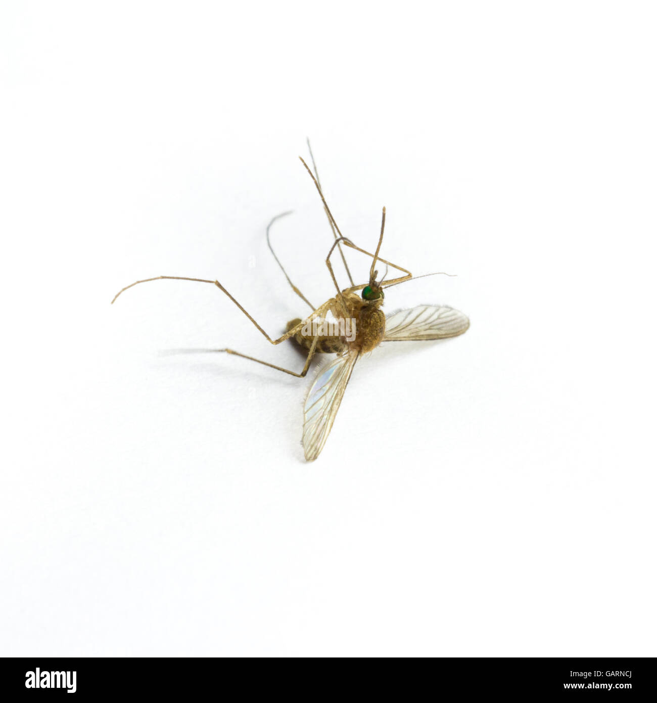dead mosquito on white background Stock Photo - Alamy