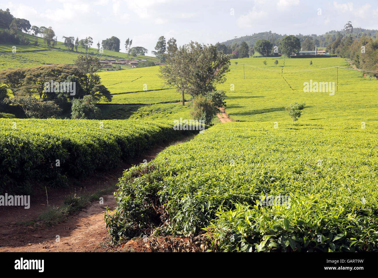 Tea plantation near Nakuru, Kenya, Africa Stock Photo - Alamy
