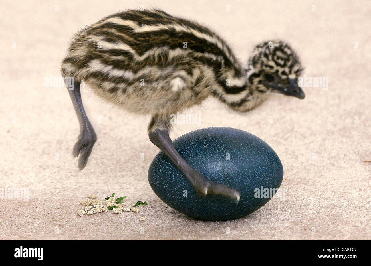 Emu surprise for chicken breeder Stock Photo - Alamy