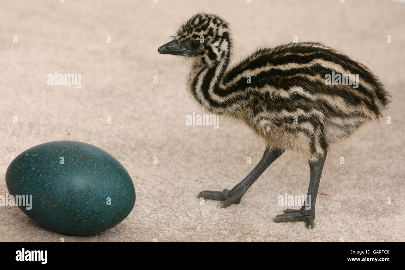 Osborne the baby emu runs past an unhatched emu egg hi-res stock ...