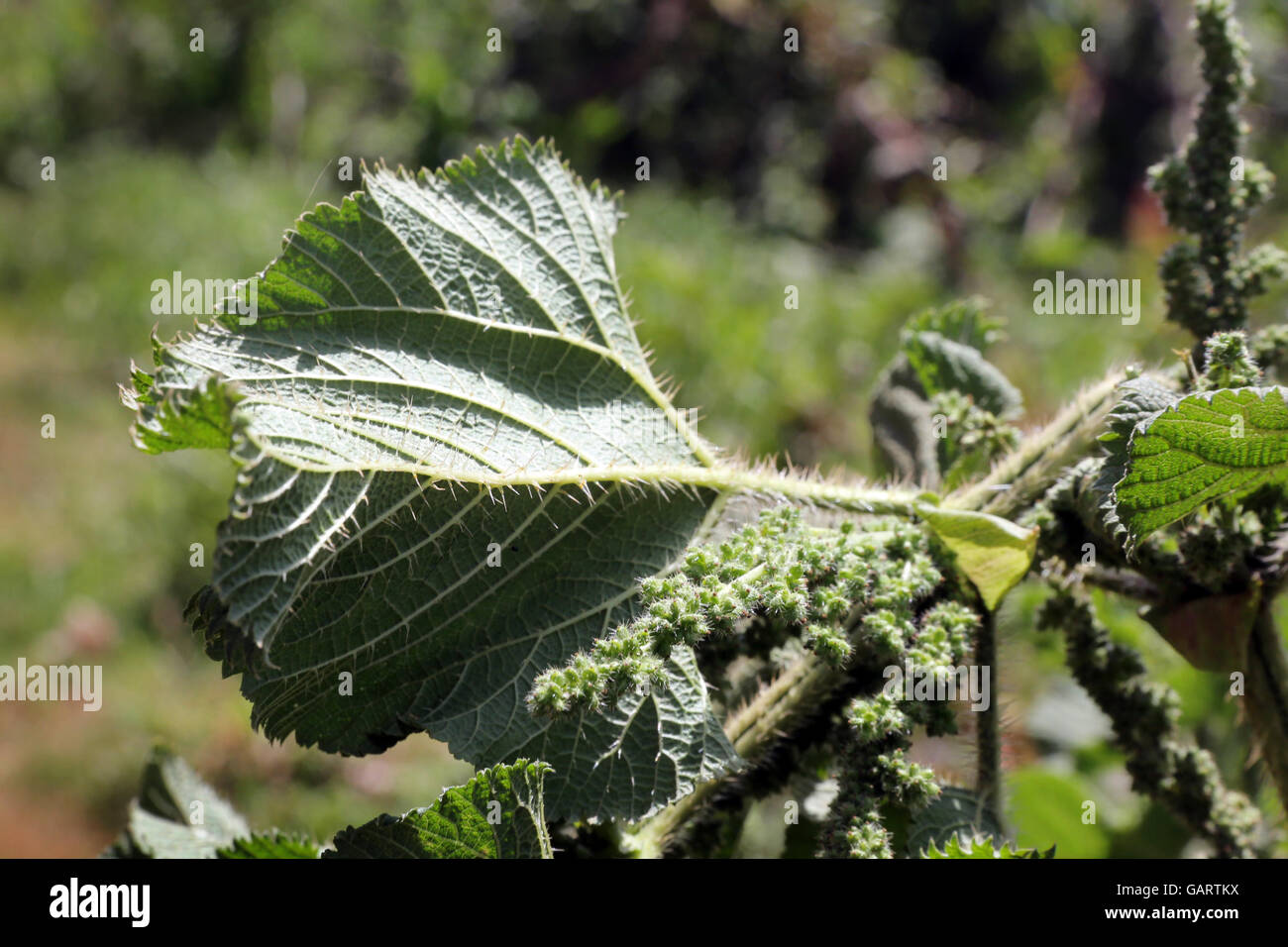 Kikuyu Thq Bai (Stinging Nettle), nettle-type. During female ...