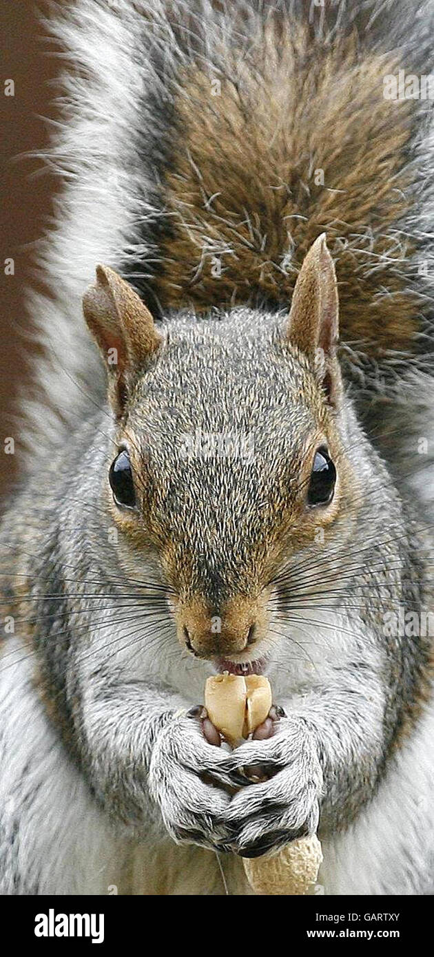 Stand up for the animals hi-res stock photography and images - Alamy