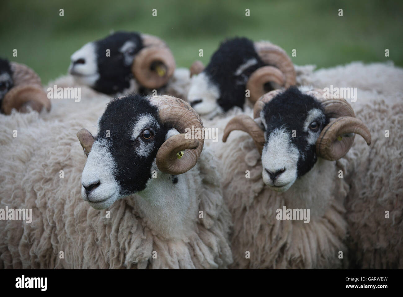 James Rebanks, author of best selling book 'The Shepherd's Life' on the ...