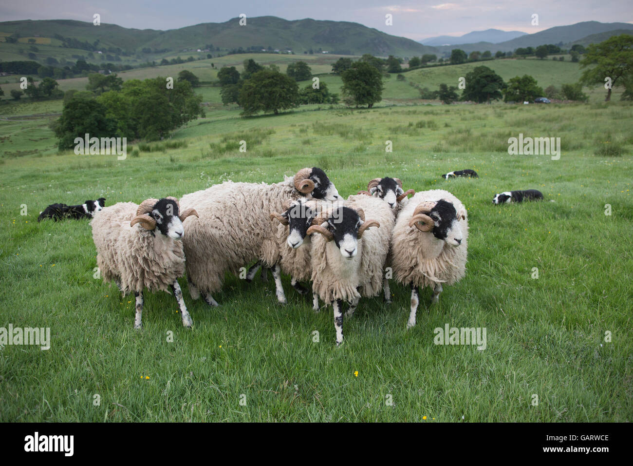 James Rebanks, author of best selling book 'The Shepherd's Life' on the ...