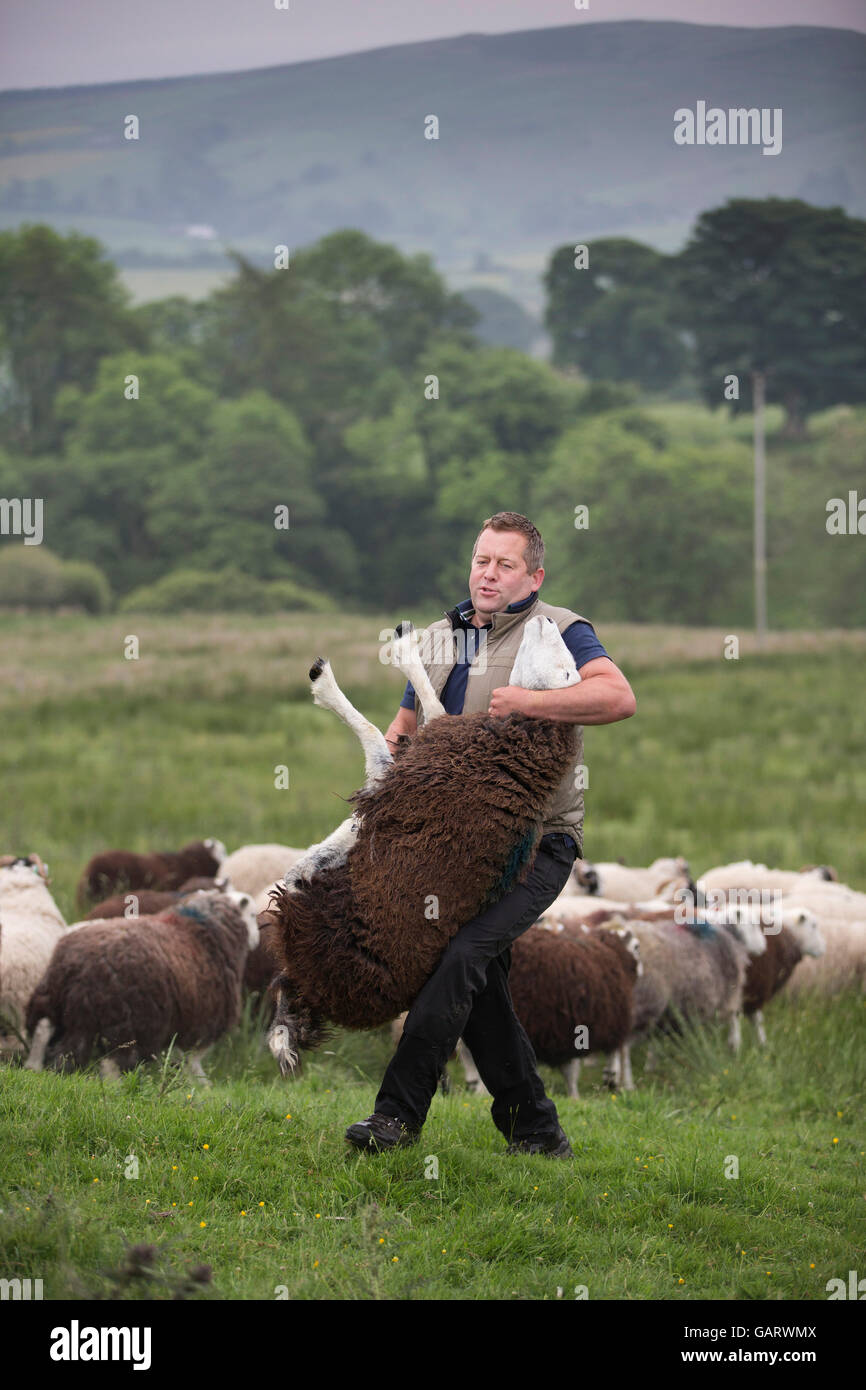 James Rebanks, author of best selling book 'The Shepherd's Life' on the ...