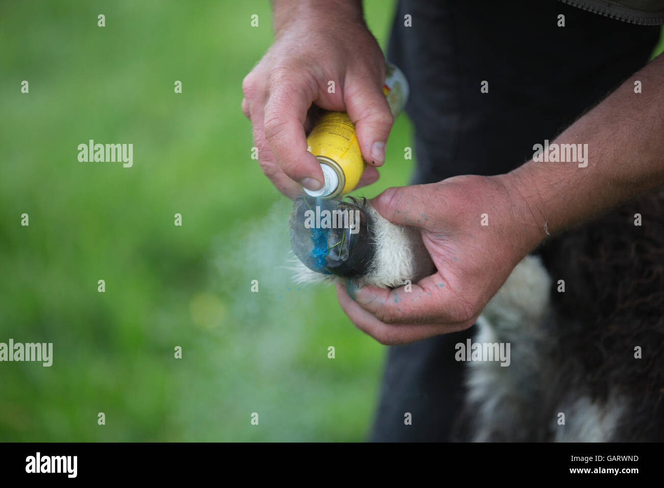 James Rebanks, author of best selling book 'The Shepherd's Life' on the ...
