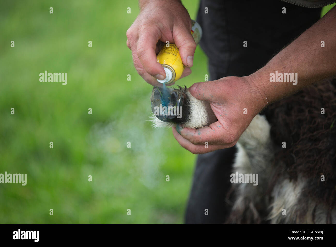 James Rebanks, author of best selling book 'The Shepherd's Life' on the ...