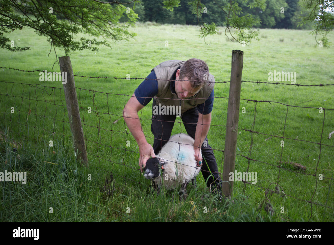 James Rebanks, author of best selling book 'The Shepherd's Life' on the ...