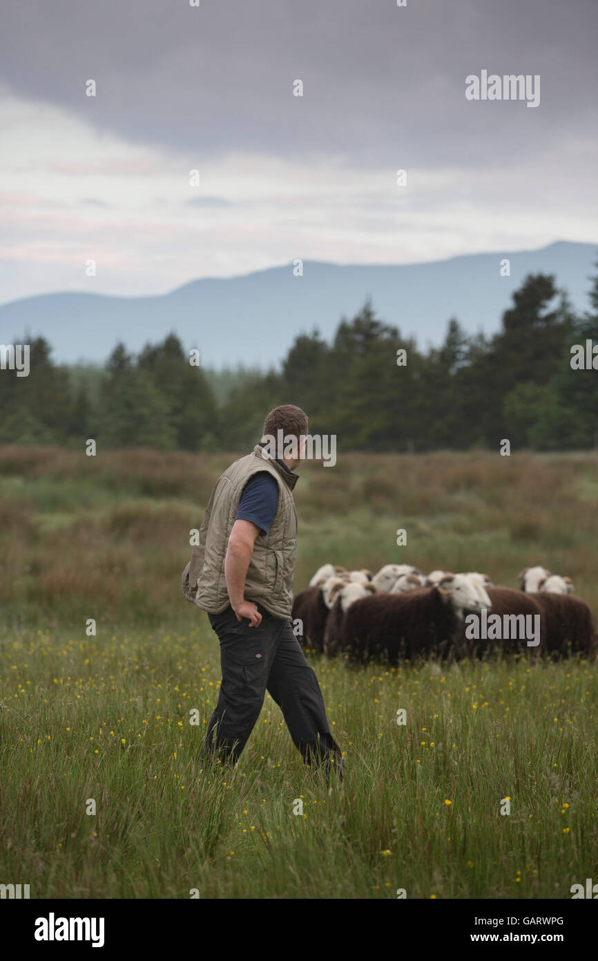 James rebanks hi-res stock photography and images - Alamy