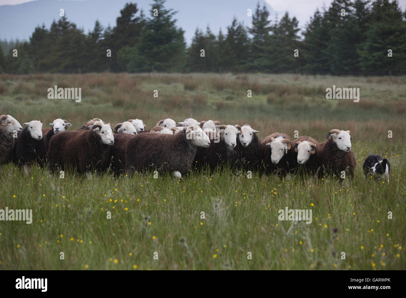 James Rebanks, author of best selling book 'The Shepherd's Life' on the ...