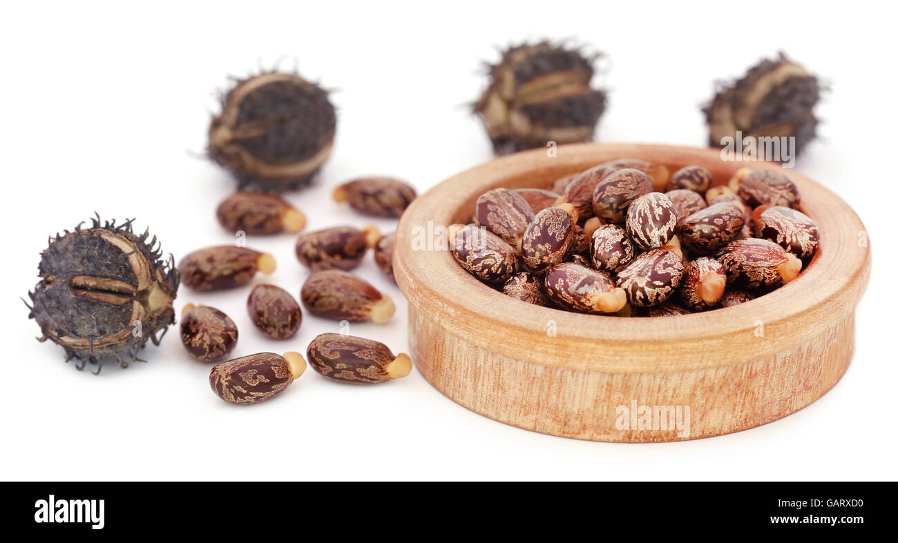 Castor beans with dry pods over white background Stock Photo - Alamy