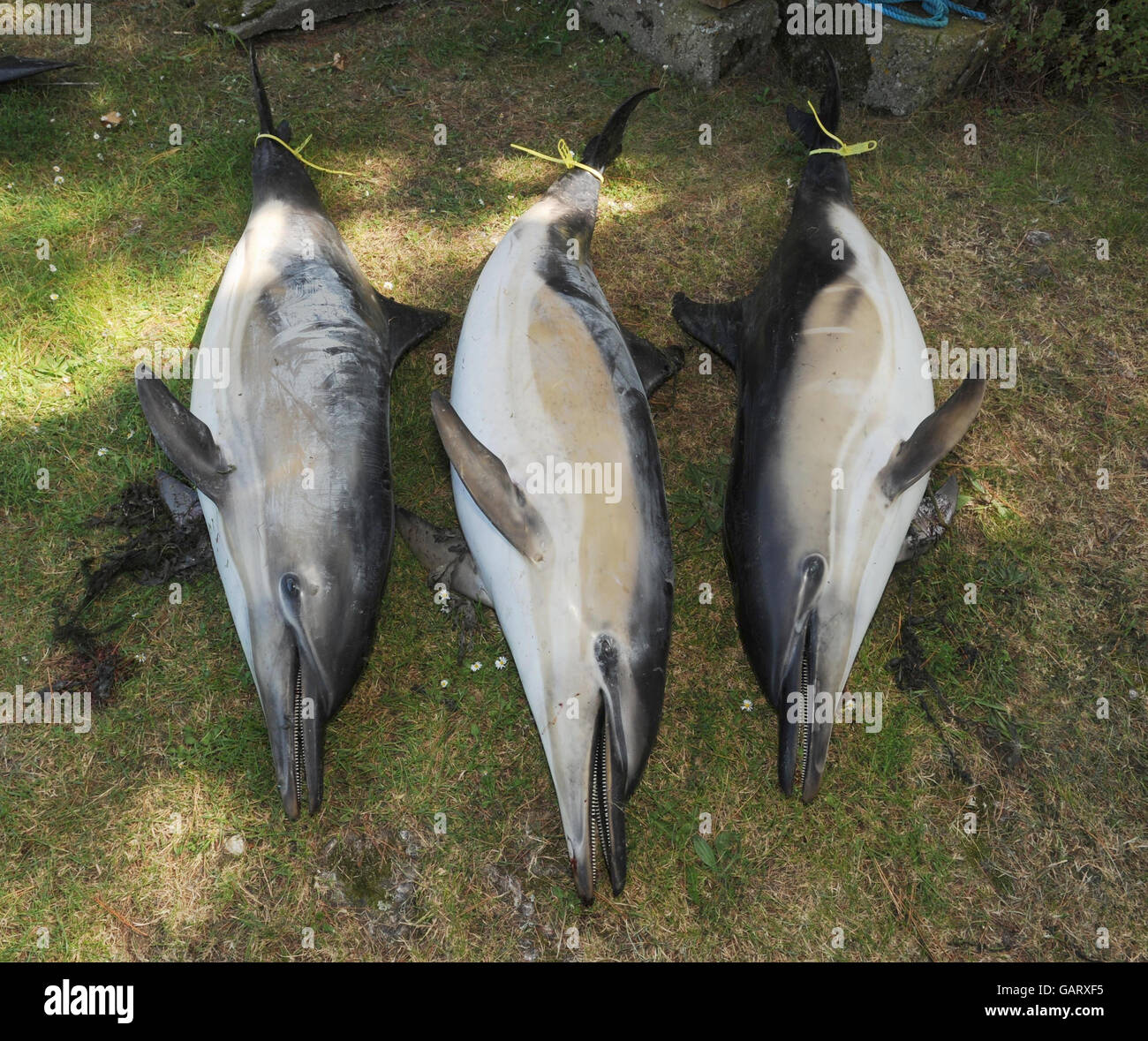 Dolphins die in mass stranding Stock Photo - Alamy