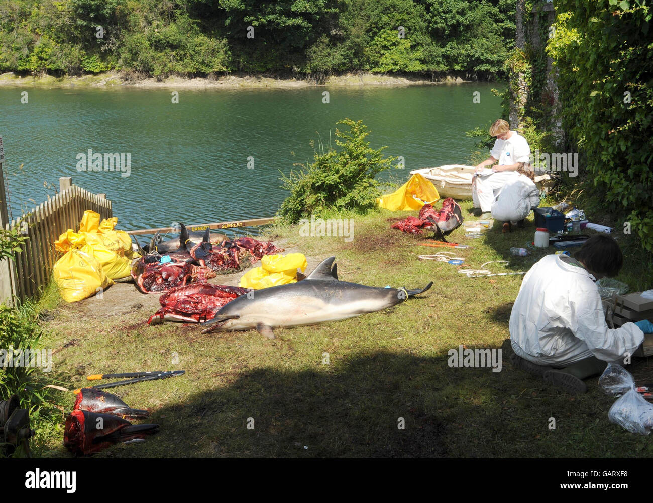 Dolphins die in mass stranding Stock Photo - Alamy